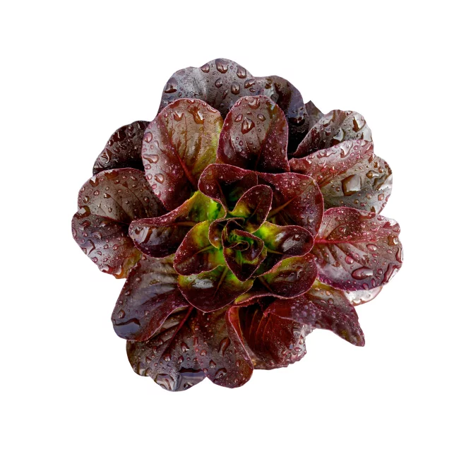 Salata puterica ZRNO | bio&bio