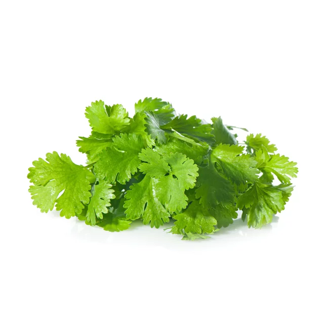 Korijander | bio&bio