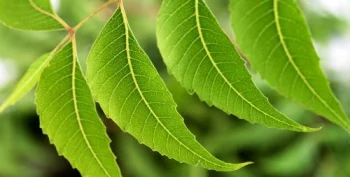 Neem (nim) prah | bio&bio