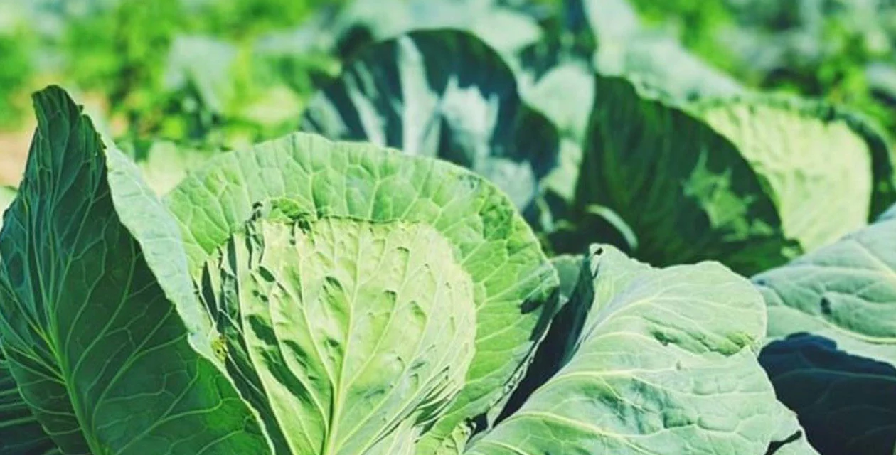 6 načina kako iskoristiti sve dobrobiti moćnog kupusa | bio&bio