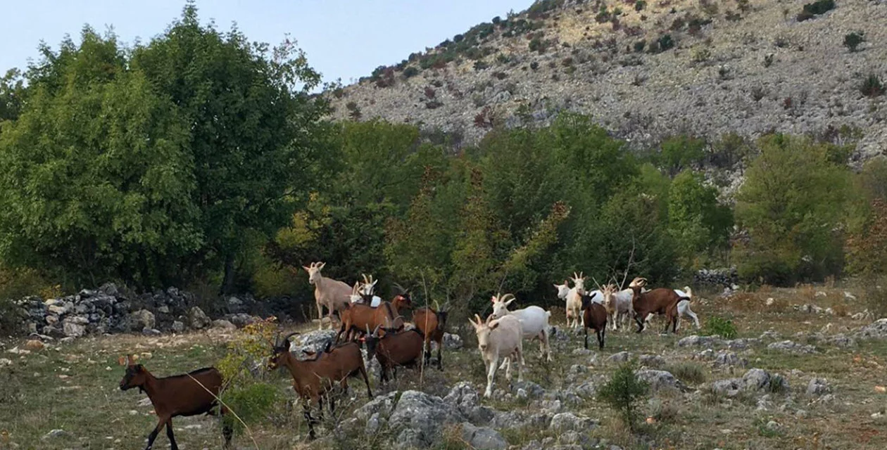Capra Domestica – HR eko kozji proizvodi | bio&bio